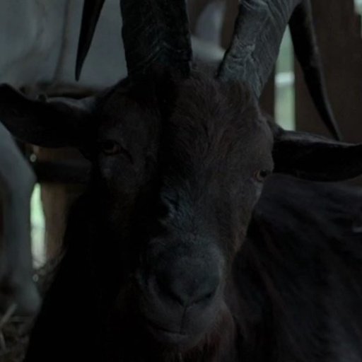 ‎braphog’s profile • Letterboxd